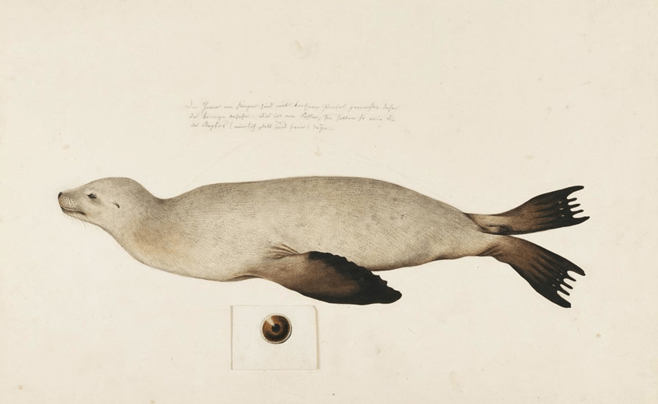 Animals That Gone Extinct In Last 200 Years | SocialDhara