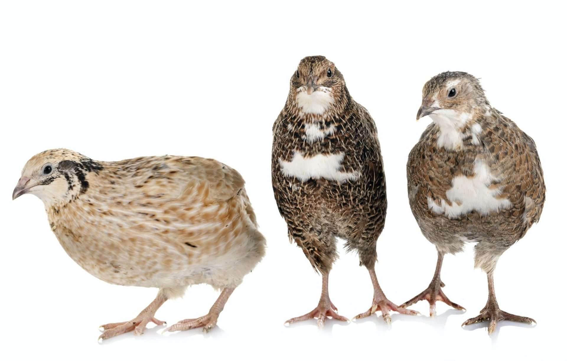 Quails [Endangered Species]: A Source Of Livelihood For Rural India ...