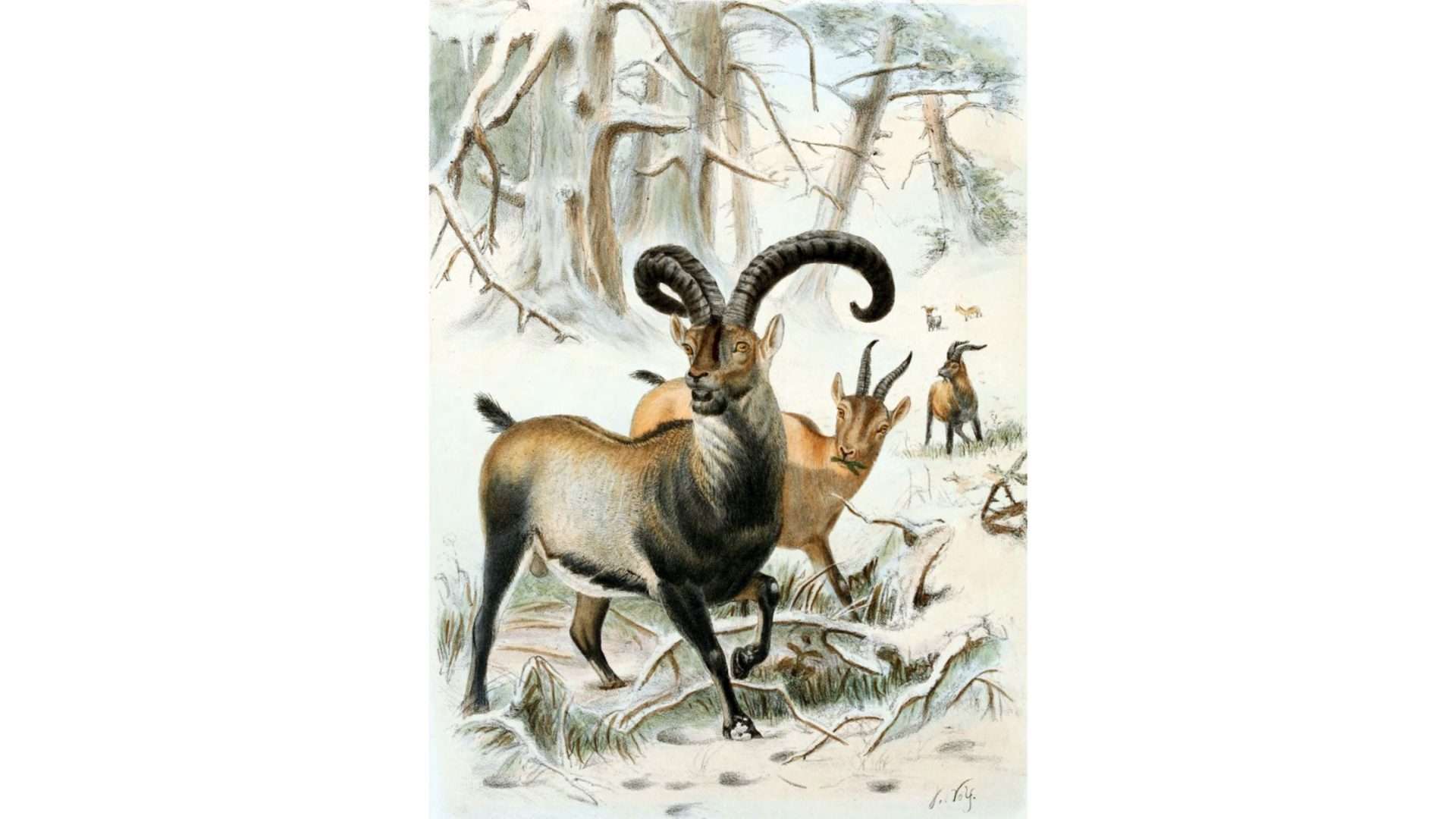 Animals That Gone Extinct In Last 200 Years | SocialDhara