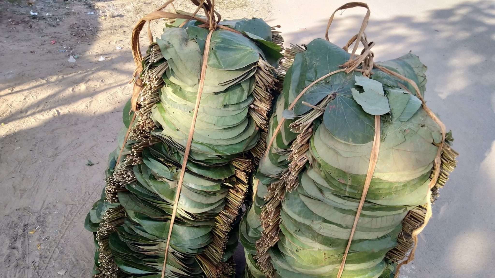 Leaf Plates: A Sustainable Livelihood Option For Tribals – Some Issues ...