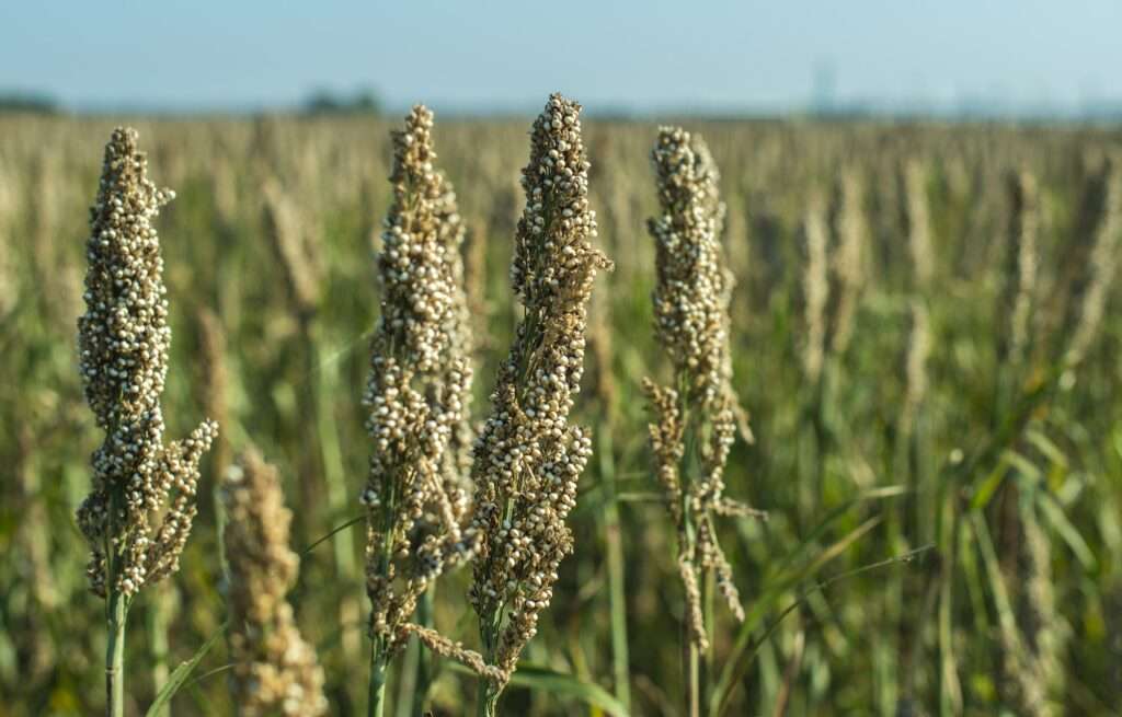 Millets To Ensure Food And Nutritional Security Of Indigenous ...