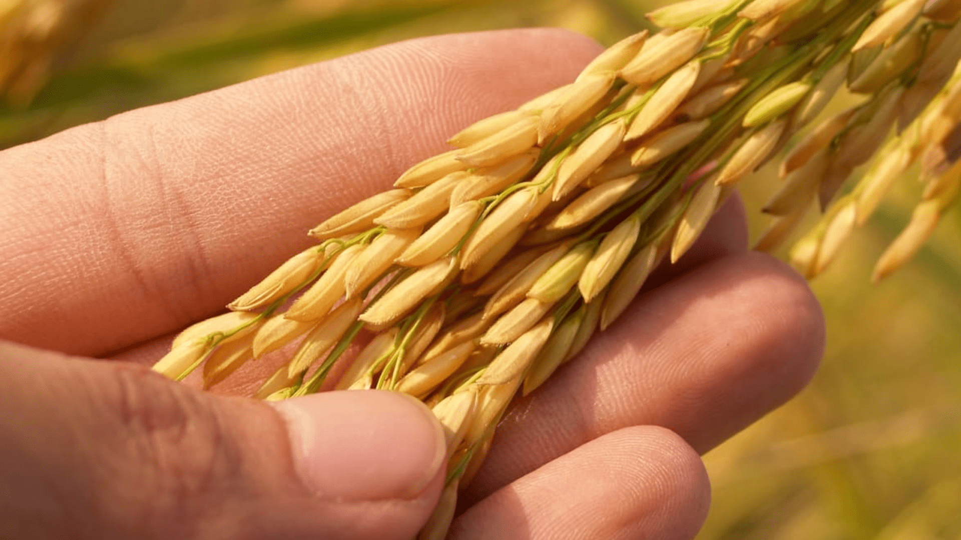Explore The Rich Diversity Of Traditional Paddy Varieties | SocialDhara