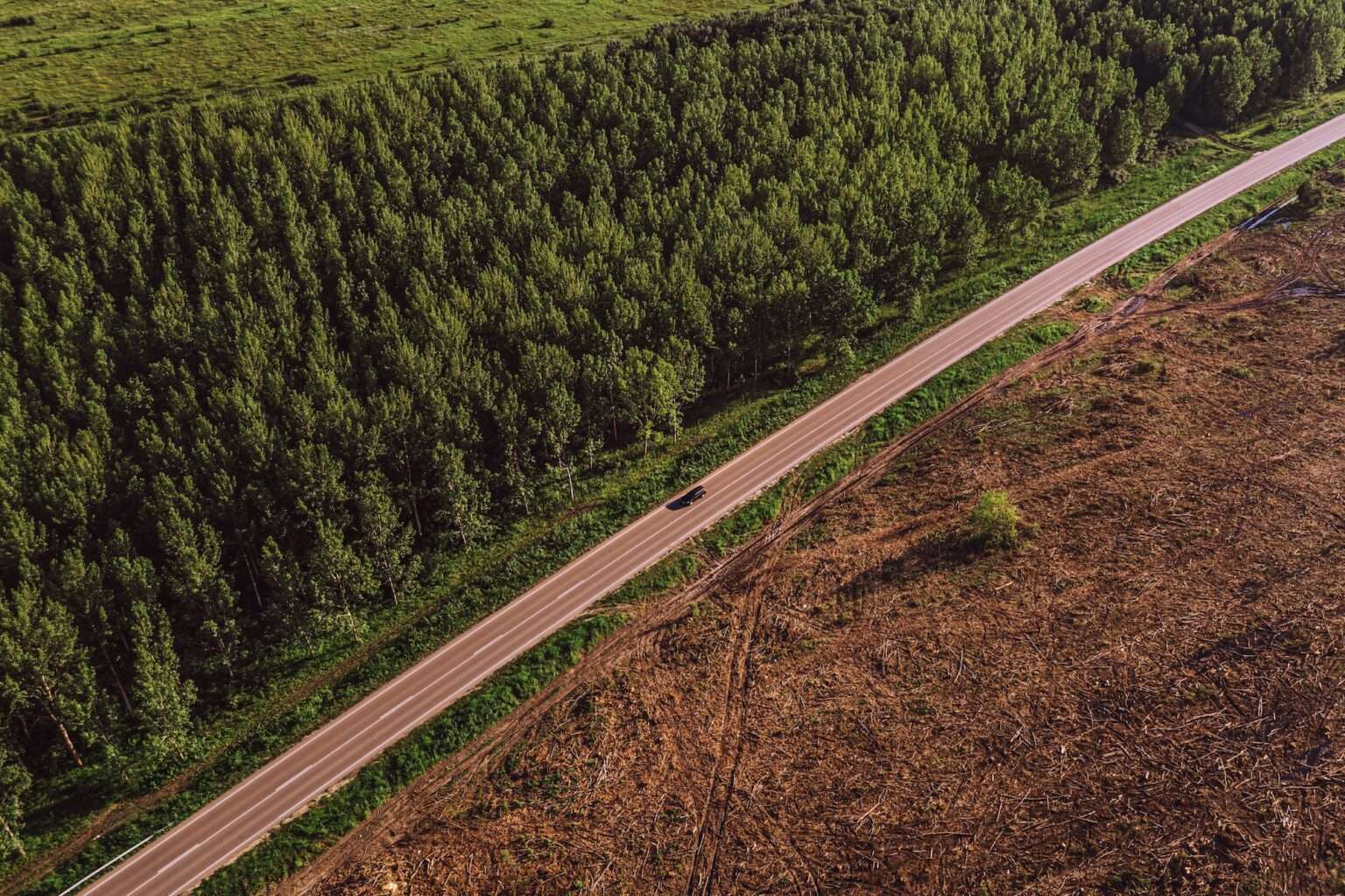 Effects Of Deforestation On Humans | SocialDhara