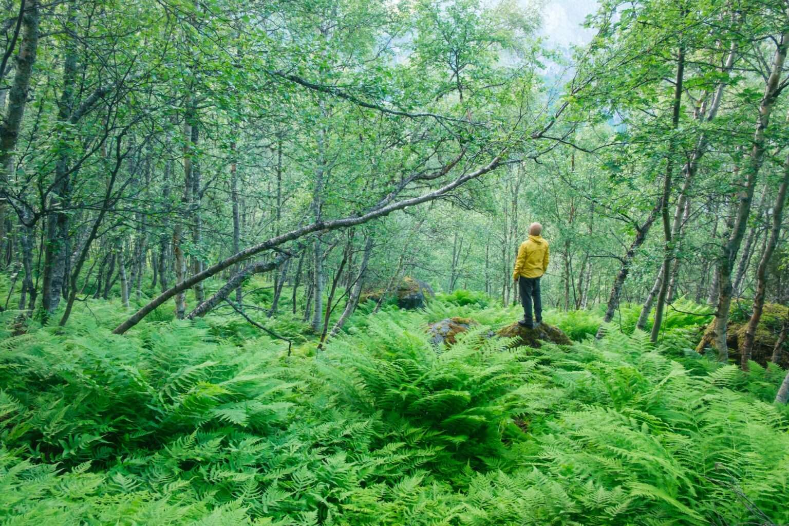 Effects Of Deforestation On Humans | SocialDhara