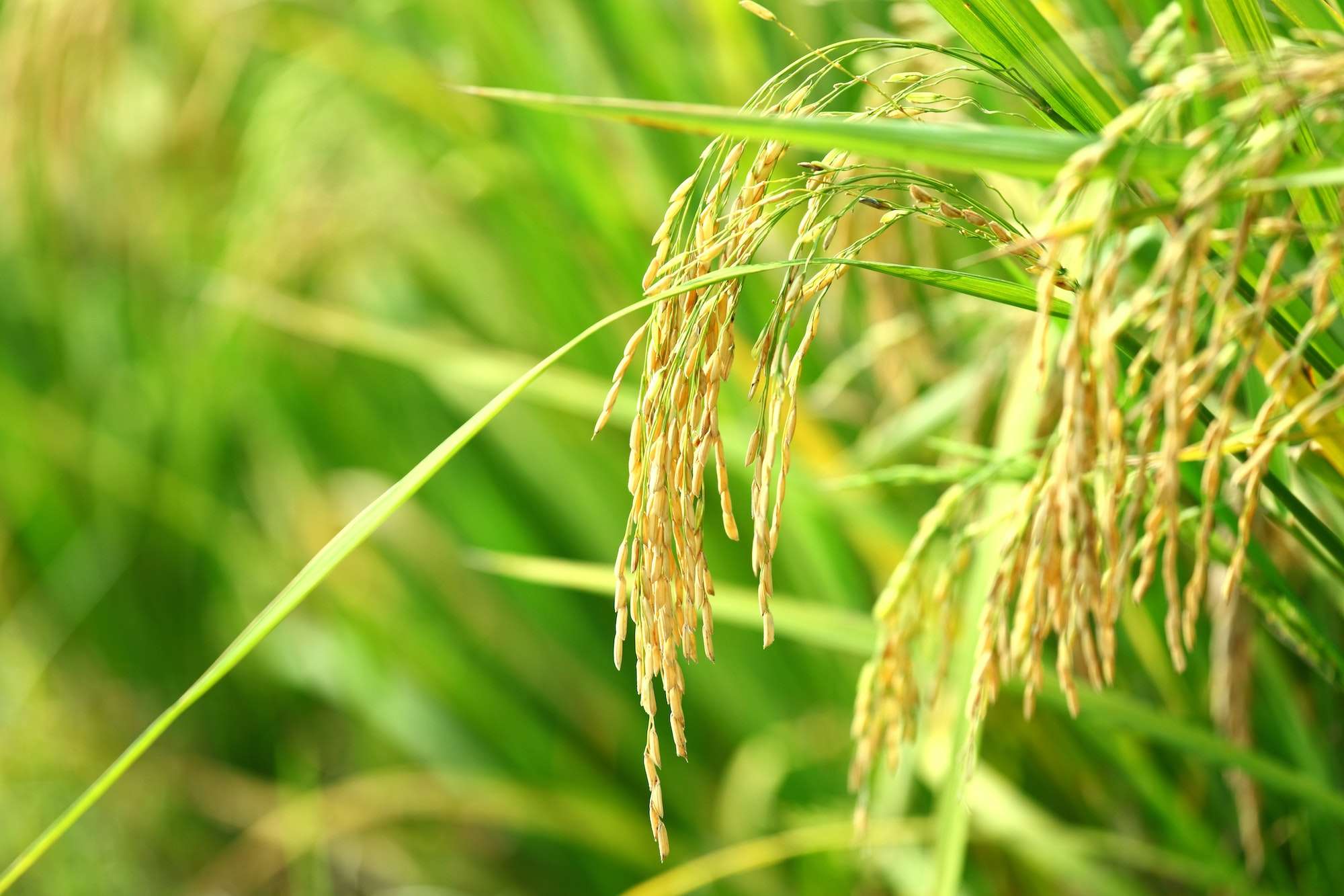 Explore The Rich Diversity Of Traditional Paddy Varieties | SocialDhara