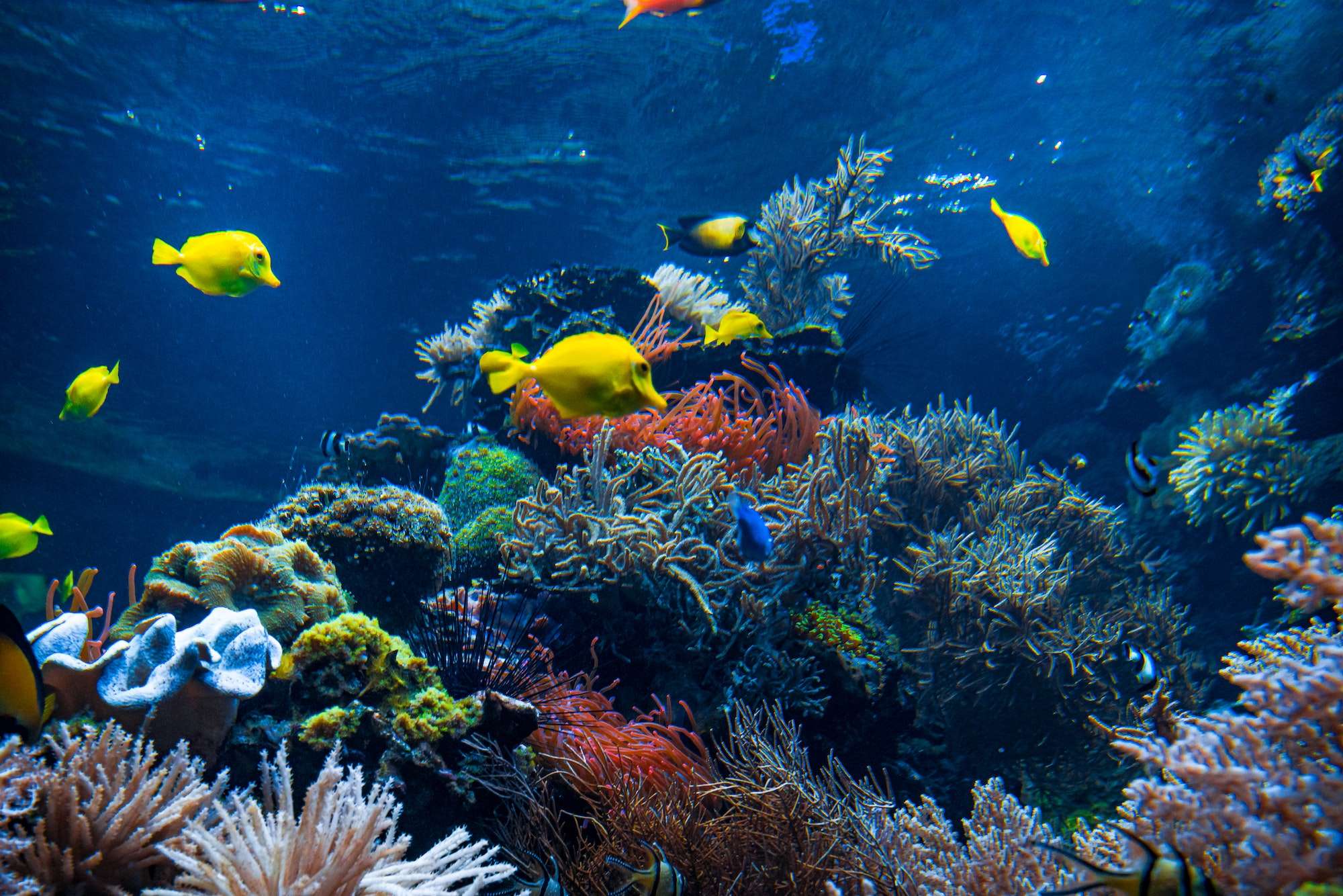 The Importance Of Ecosystem Services: Understanding, Valuation, And ...