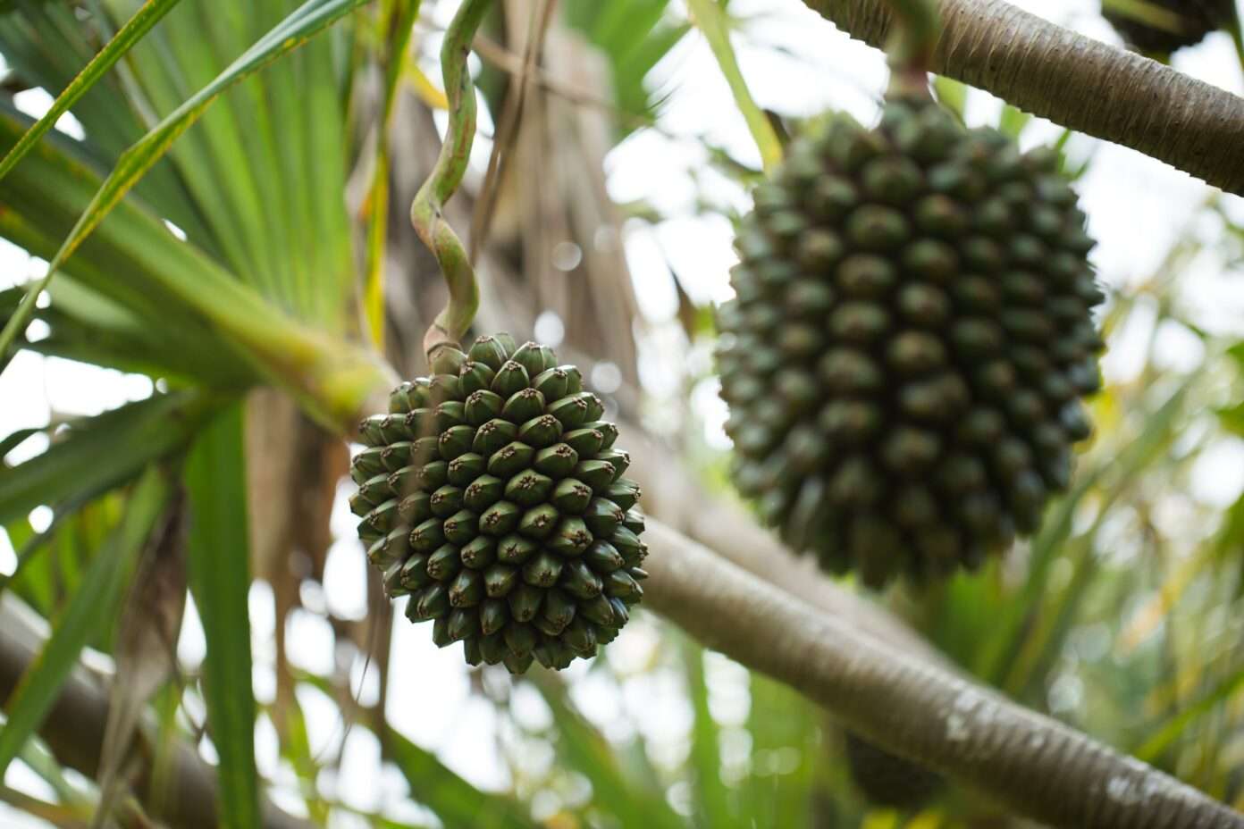 Kewra (Pandanus Sp.)- A Natural Wonder With Cultural And Economic ...