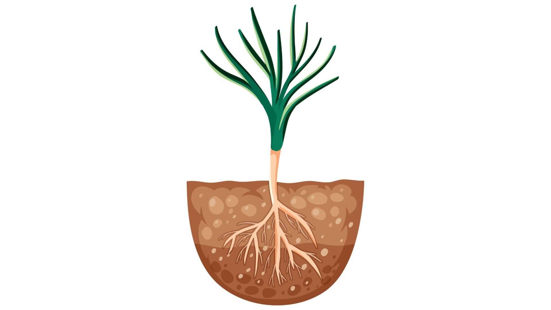 Potential Of Multi-Purpose Tree Species (MPTs) For Enhancing Food ...