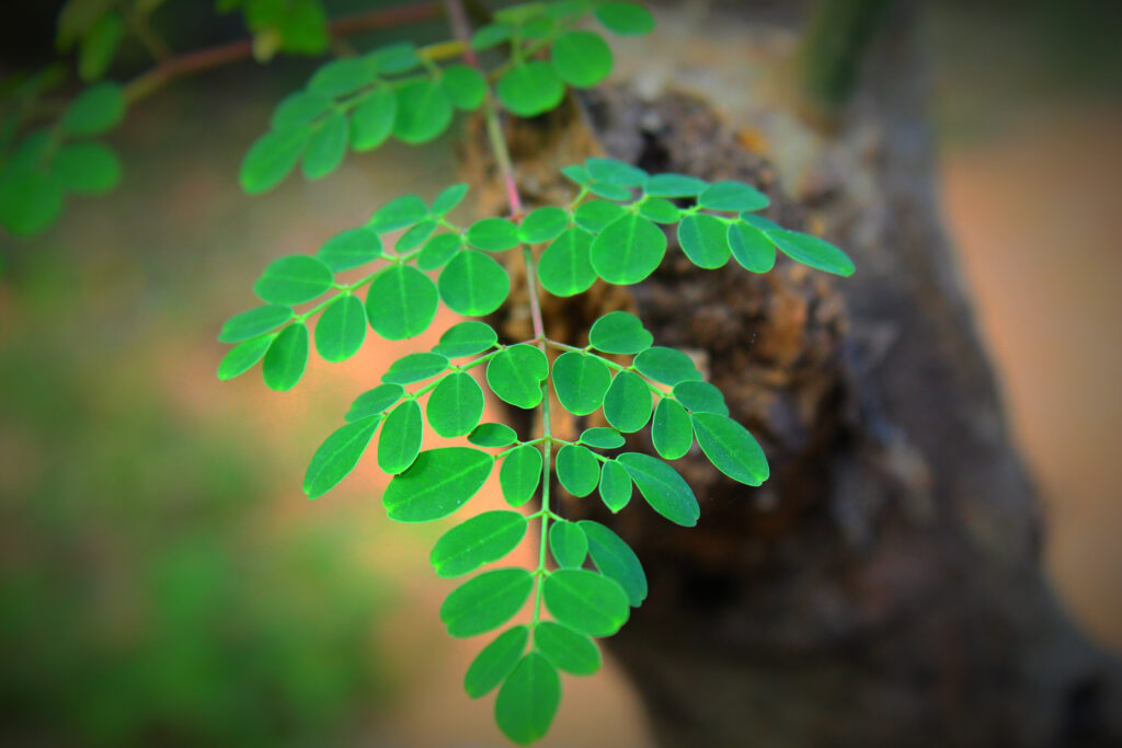 Exploring The Versatile Moringa Tree: A "Miracle" Of Nature | SocialDhara