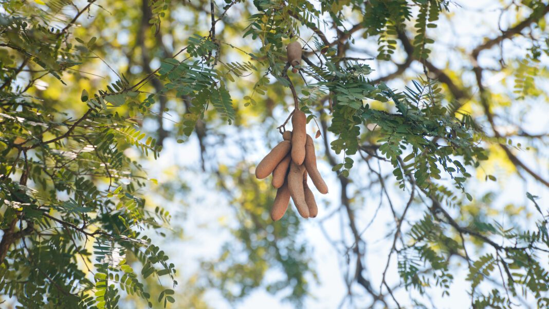 Tamarind: The Economic, Culinary, And Resilient Tree Of India | SocialDhara