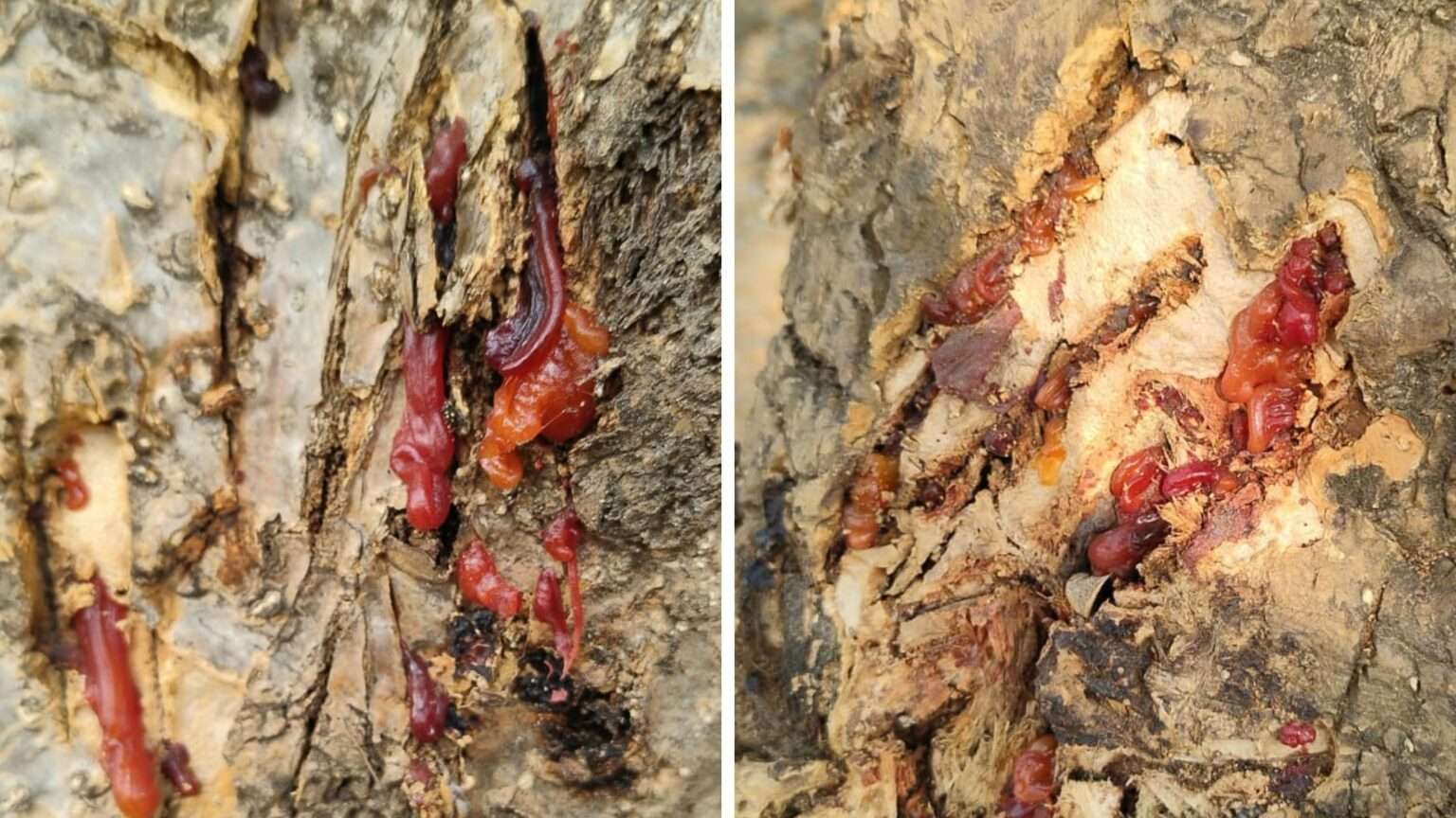 Exploring India's Natural Resins, Gums, And Gum-Resins | SocialDhara