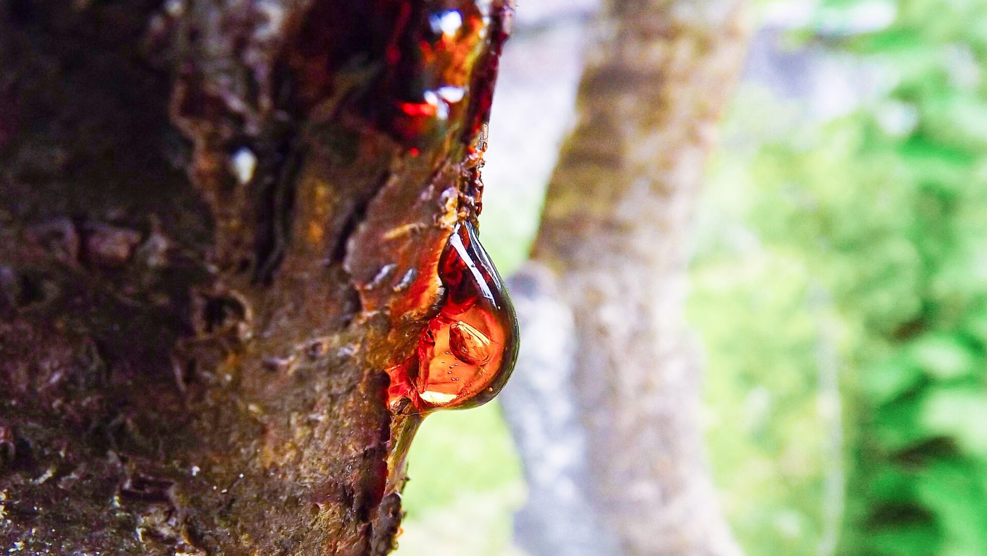 Exploring India's Natural Resins, Gums, And Gum-Resins | SocialDhara