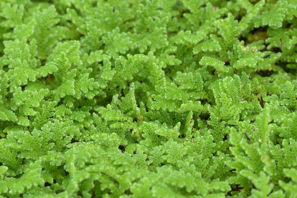 Azolla - A Promising Agricultural Productivity Booster | SocialDhara