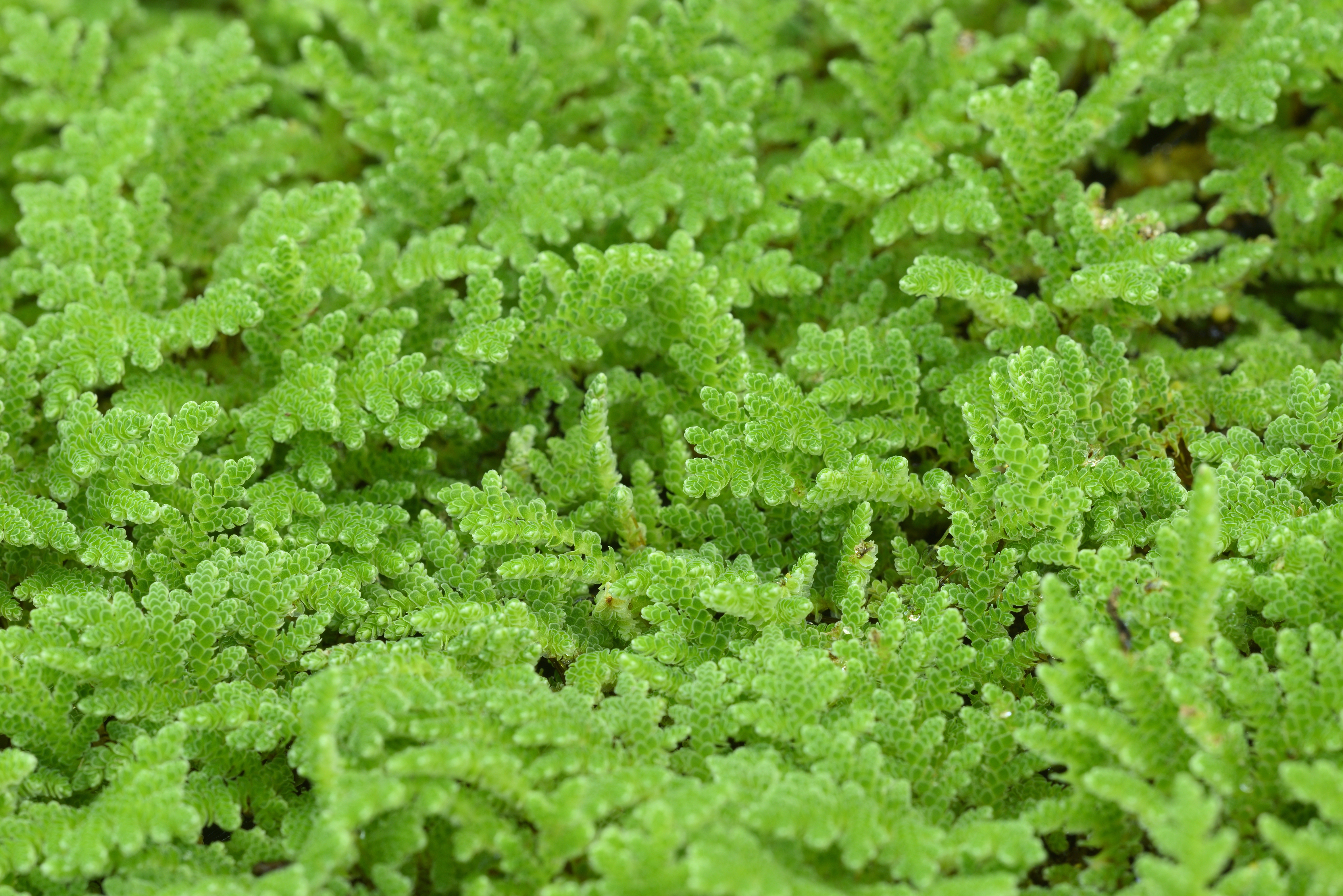 Azolla - A Promising Agricultural Productivity Booster | SocialDhara
