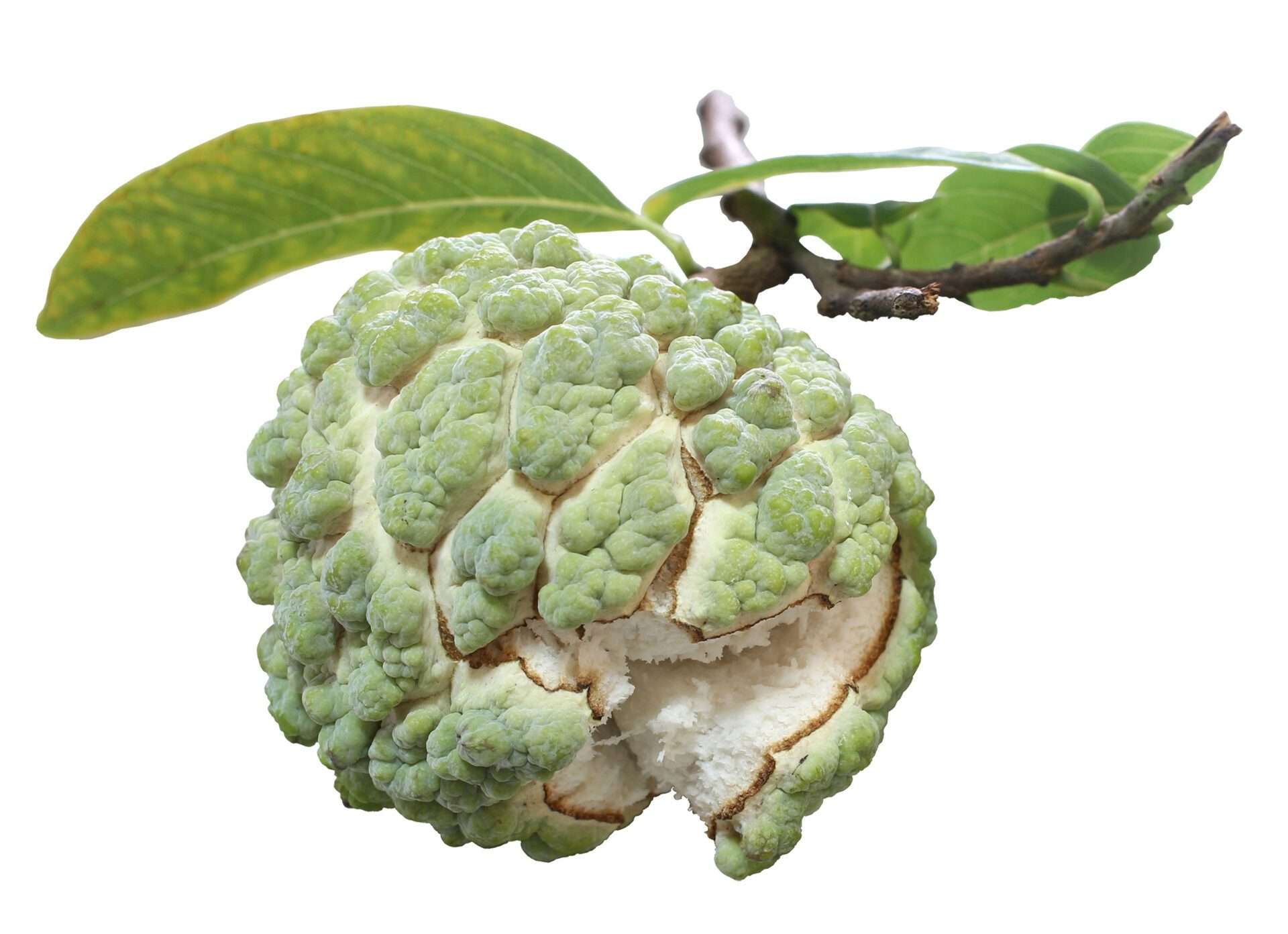 Custard Apple: A Nutrient-Rich Wonder Fruit For Everyone | SocialDhara