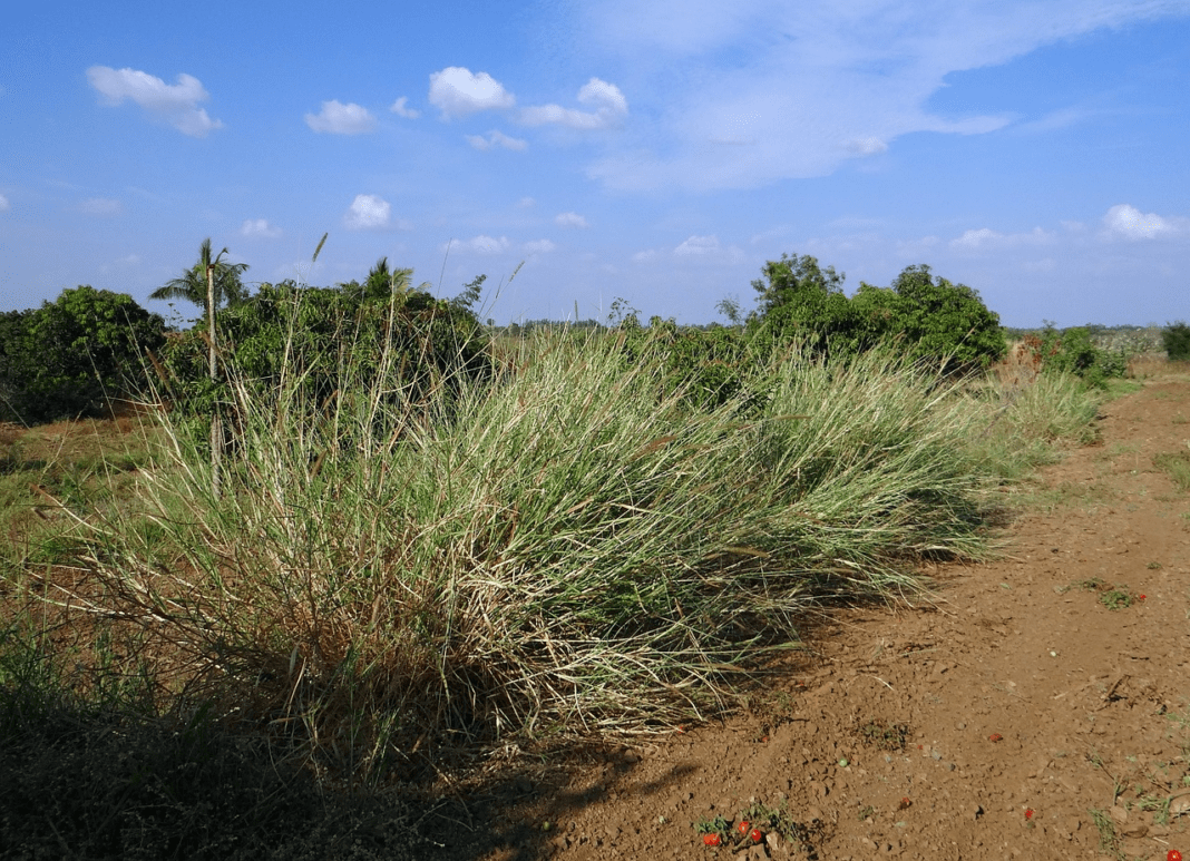 Napier Grass: A Sustainable Solution For Agriculture And Environment ...