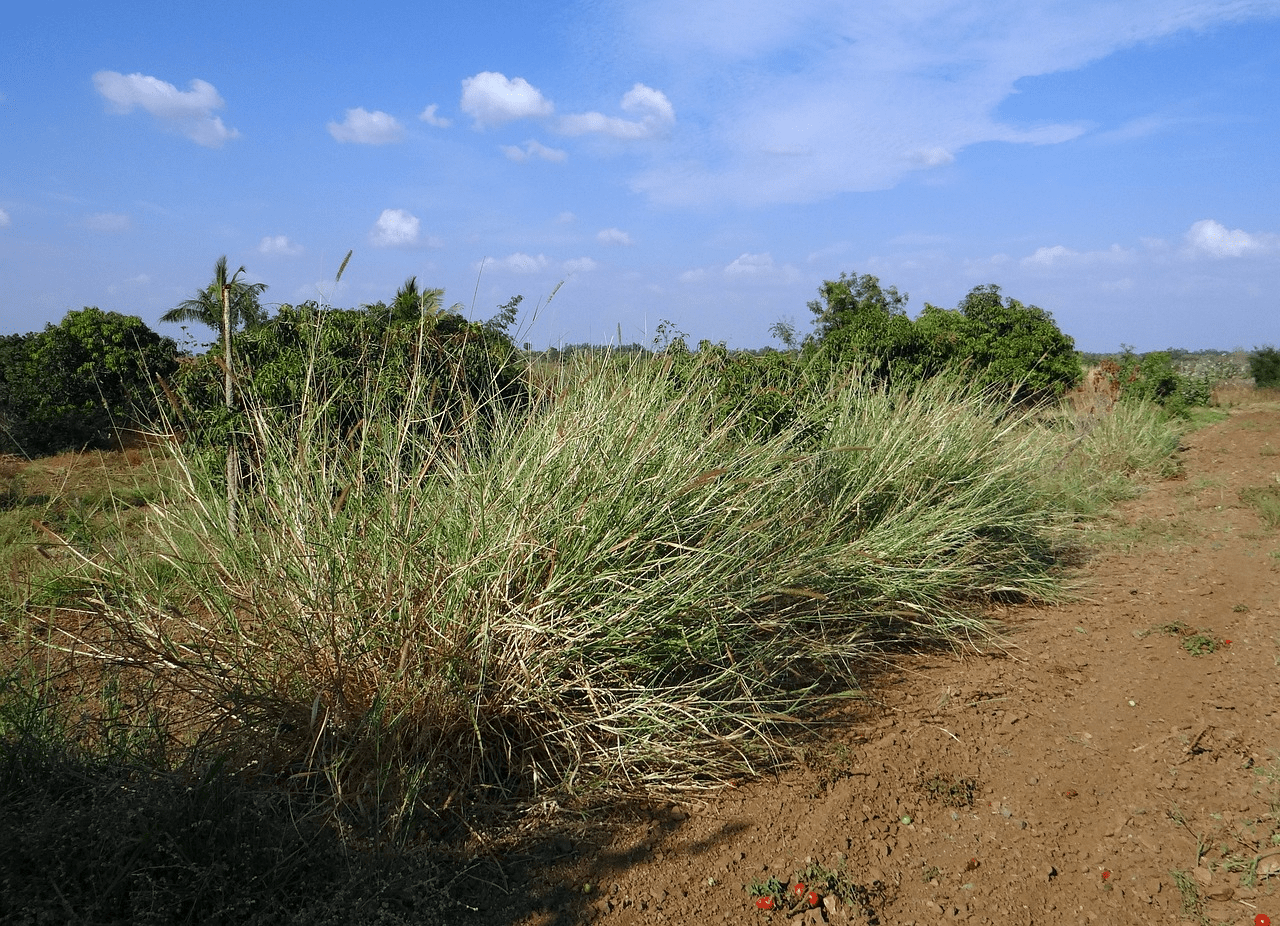 Napier Grass: A Sustainable Solution For Agriculture And Environment ...