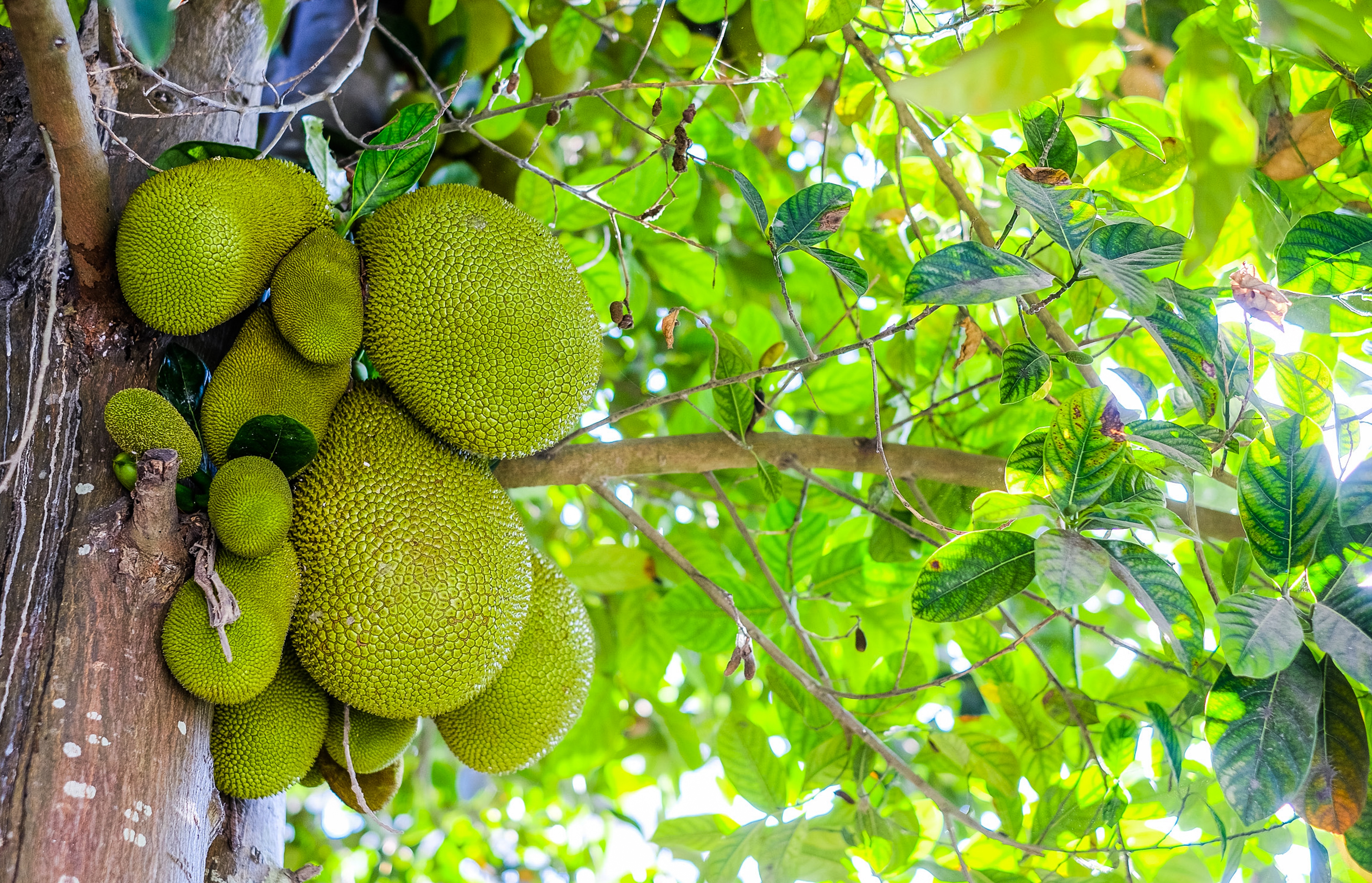 Jackfruit: Nature's Reward For Health, Culture, And Prosperity ...