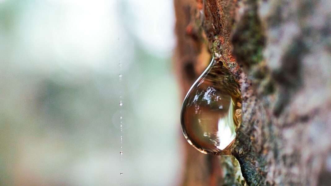 Exploring India's Natural Resins, Gums, And Gum-Resins | SocialDhara
