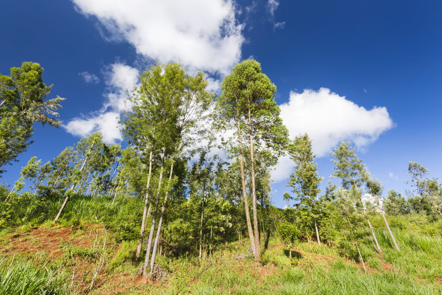 Napier Grass: A Sustainable Solution For Agriculture And Environment ...