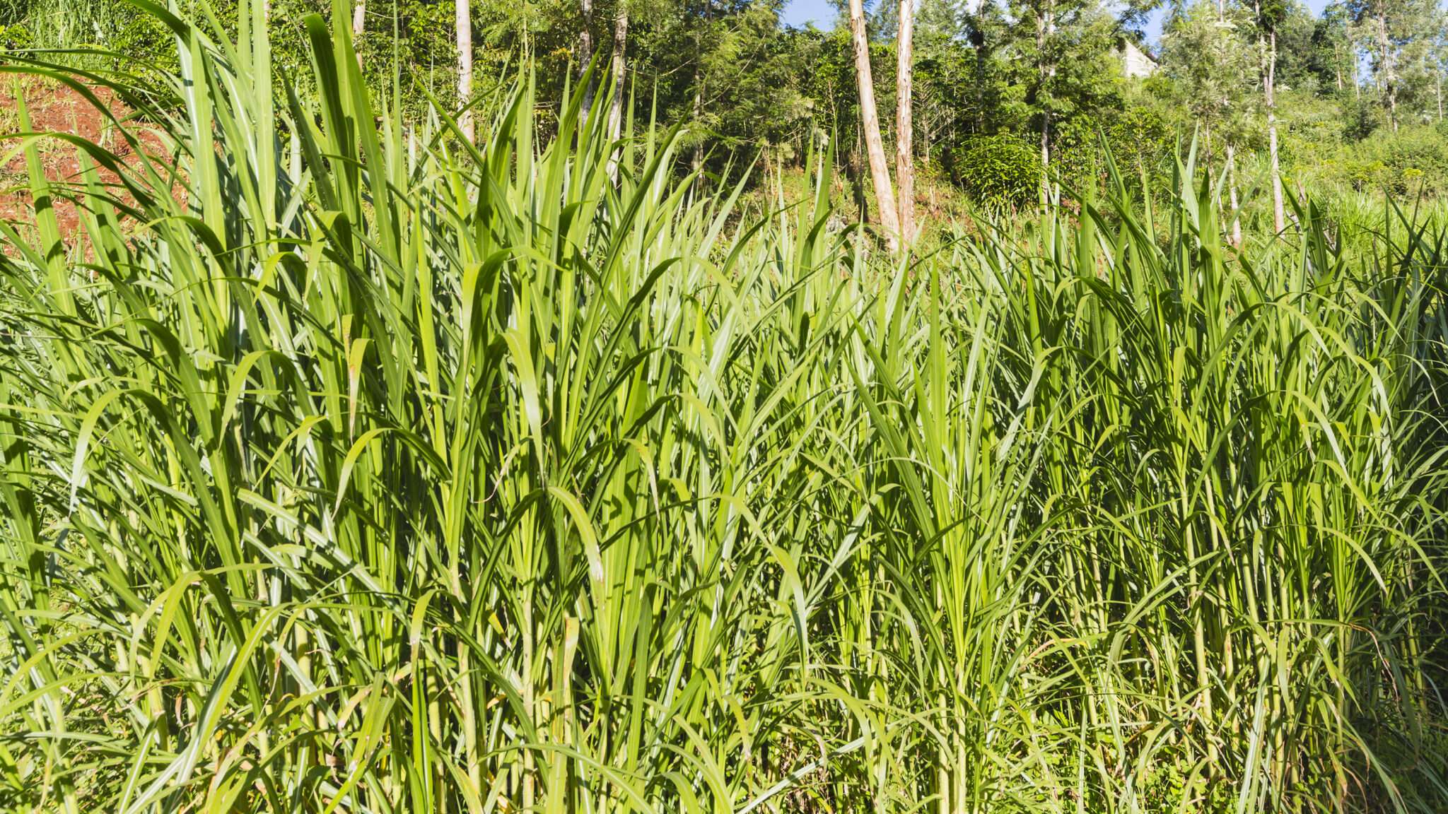 Napier Grass: A Sustainable Solution For Agriculture And Environment ...
