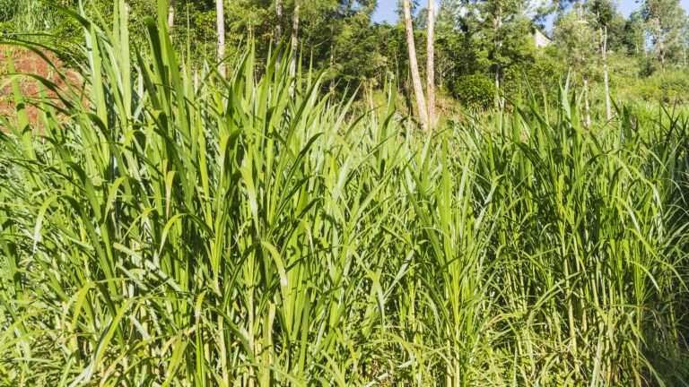 Napier Grass: A Sustainable Solution For Agriculture And Environment ...
