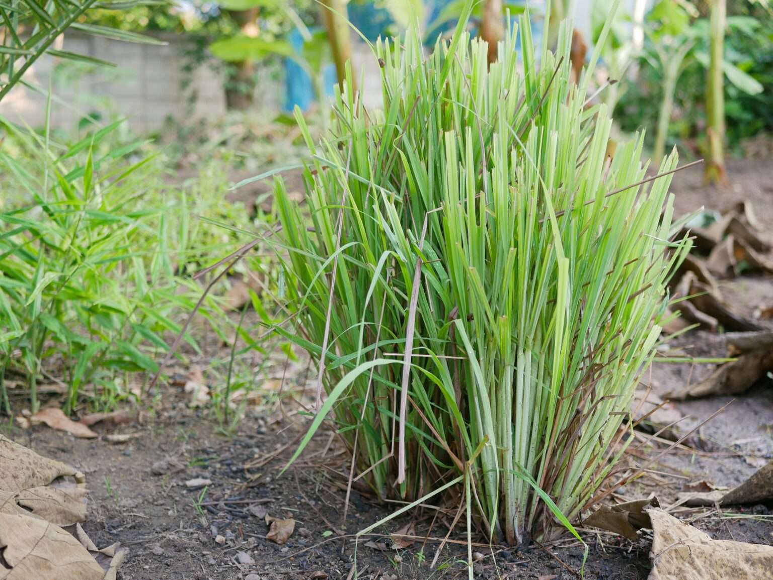 Lemongrass Cultivation Leading To Aromatic Beauty And Economic Growth ...